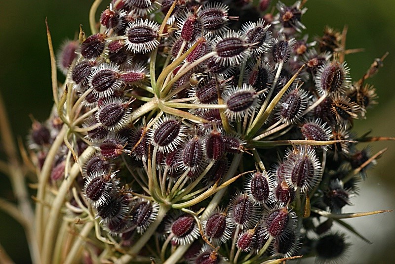 Huile essentielle de Carotte cultivée | botanica