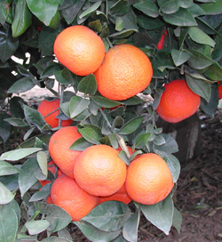 Huile essentielle de Mandarine rouge BIO | botanica